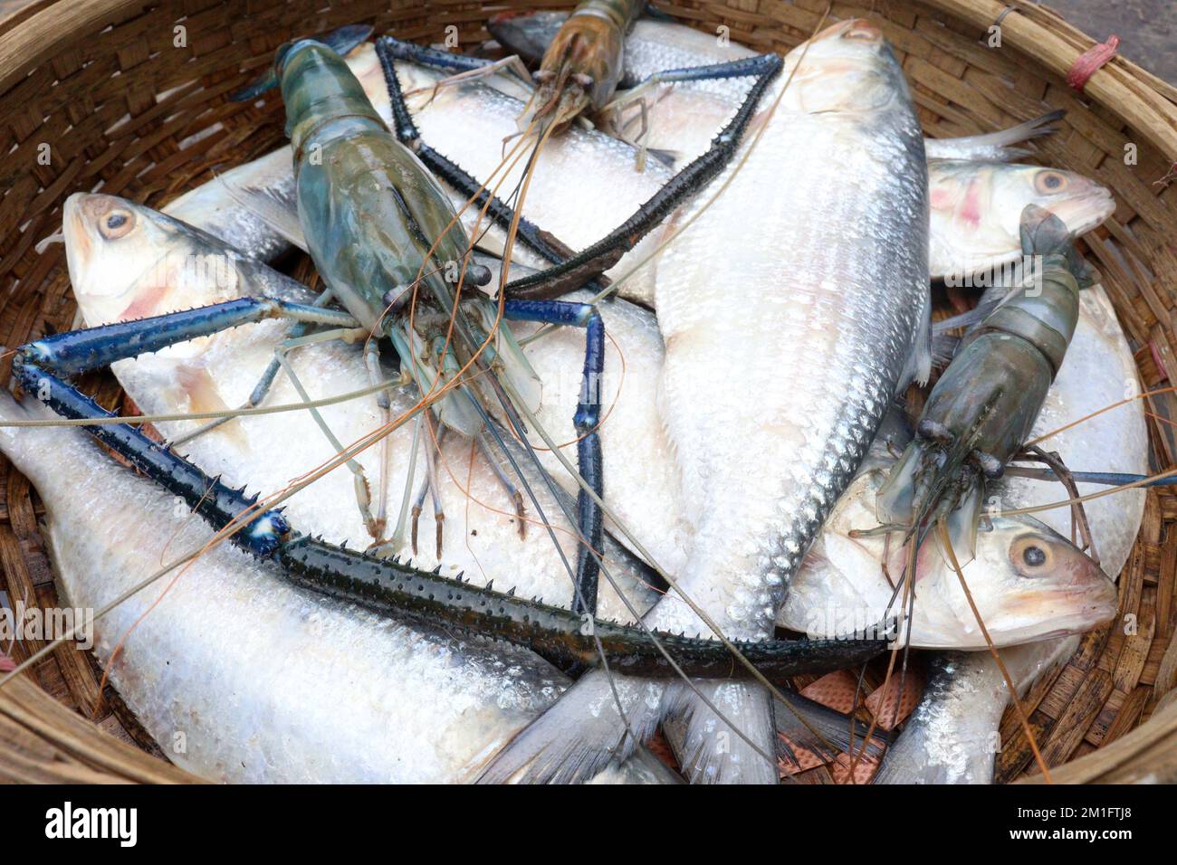 tasty and healthy Giant tiger prawn and ilish fish on shop for sell ...
