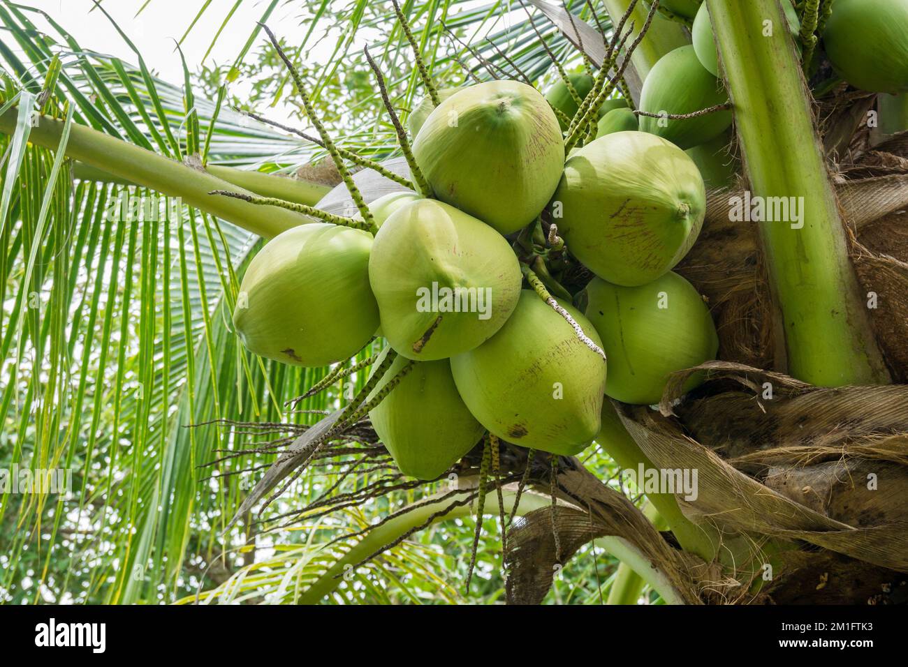 Fresh Coconut cluster on coconut tree Stock Photo - Alamy