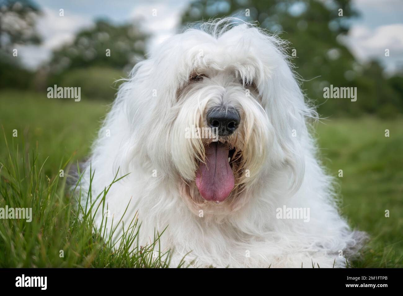 Old English Sheepdog laying in the grass very close up with blue and ...