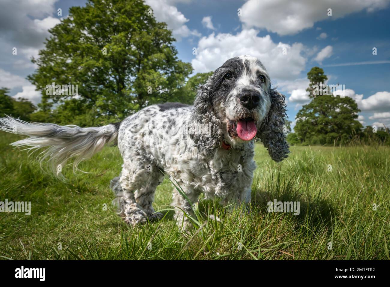 Black show cocker spaniel hi-res stock photography and images - Alamy
