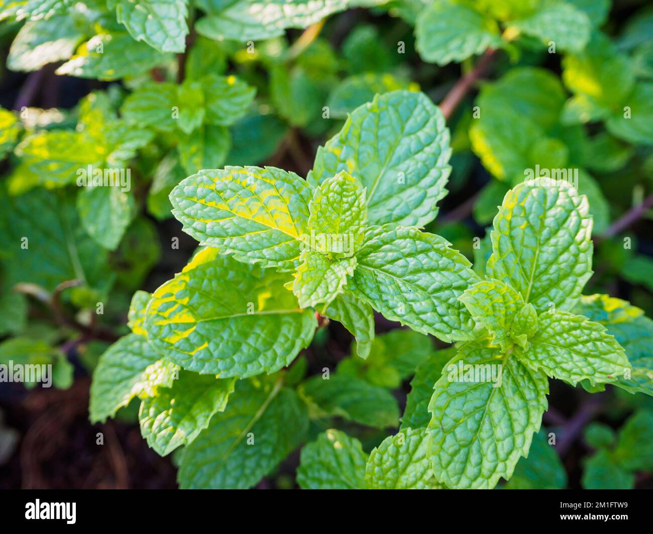 Field mints hi-res stock photography and images - Alamy