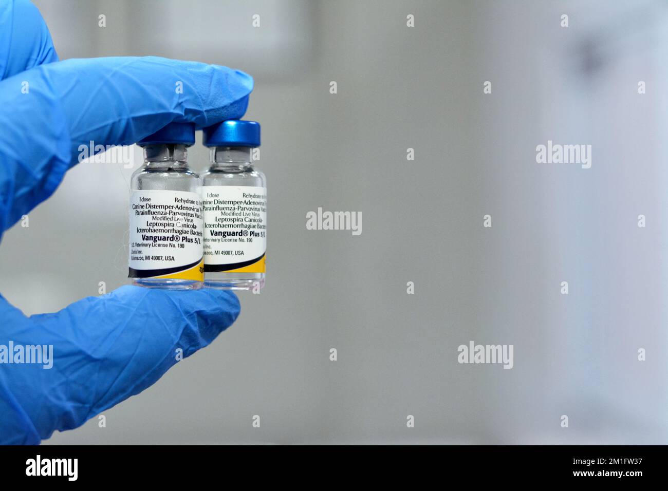 Cairo, Egypt, December 8 2022: Vanguard plus 5 CV-L vaccine for dogs ...