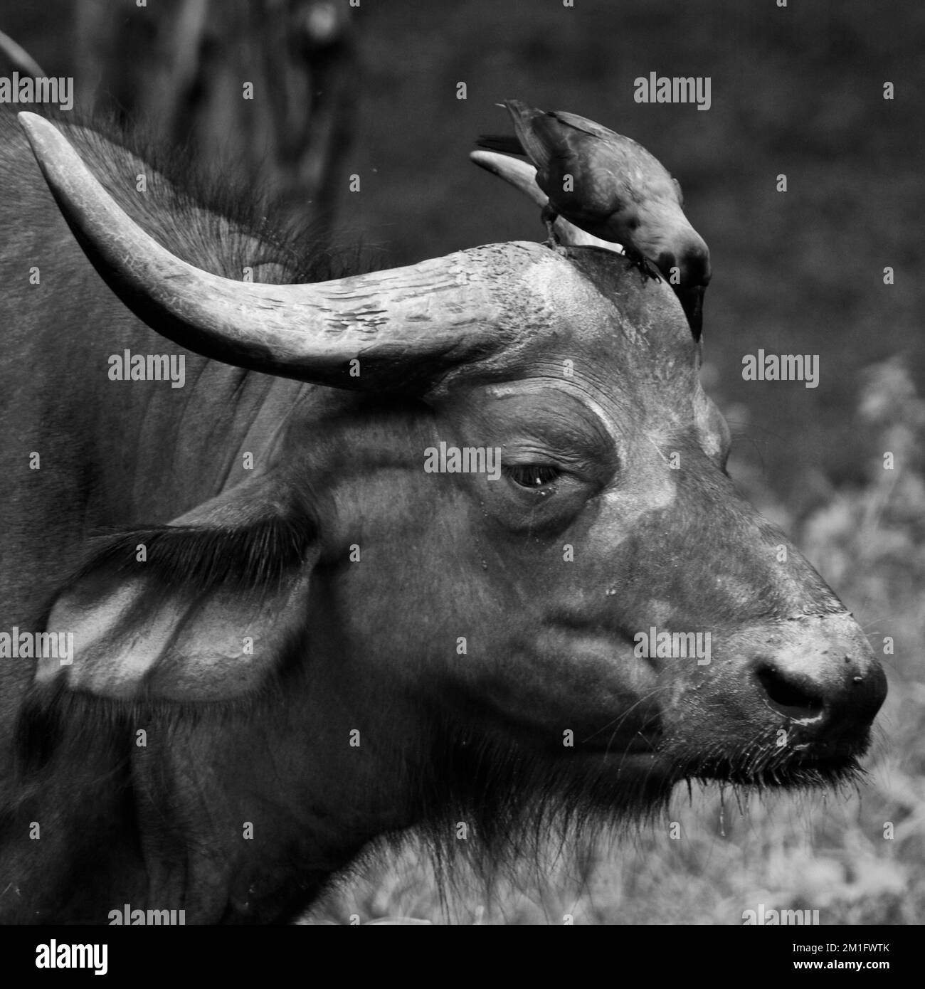 A grayscale of the face of a buffalo (Syncerus caffer) on the burred ...