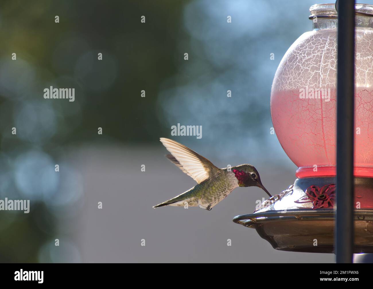 A Fast Flying Hummingbird Drinking from a Feeder Stock Photo - Alamy