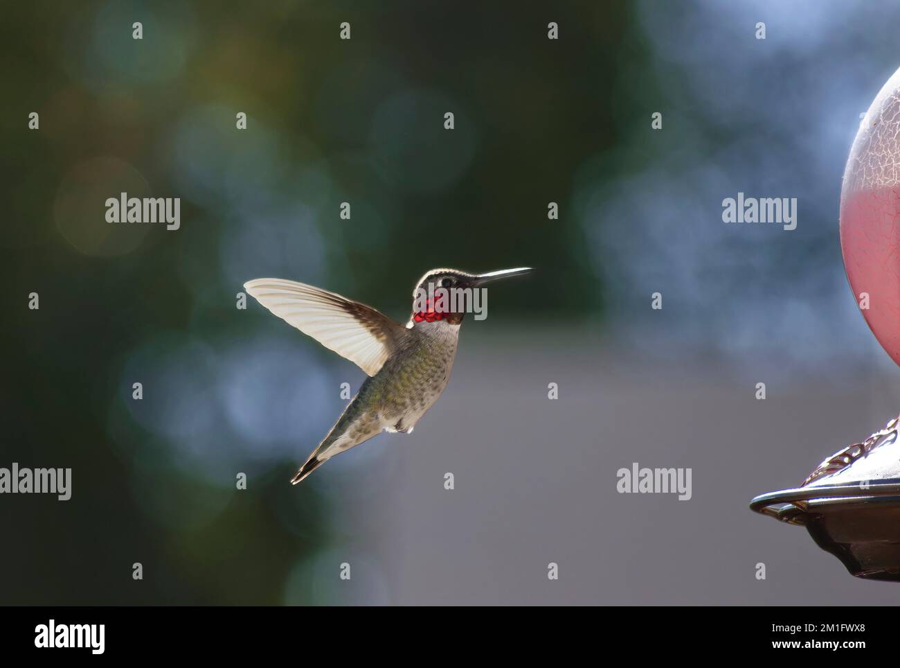 A Fast Flying Hummingbird Drinking from a Feeder Stock Photo - Alamy
