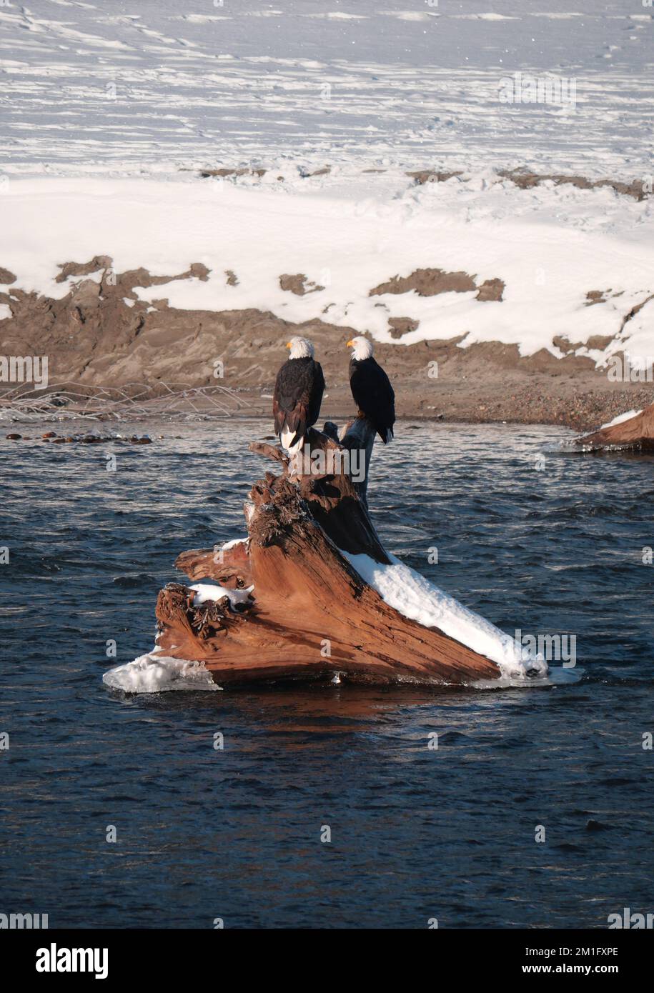 Bald eagle fallen in the water hi-res stock photography and images - Alamy
