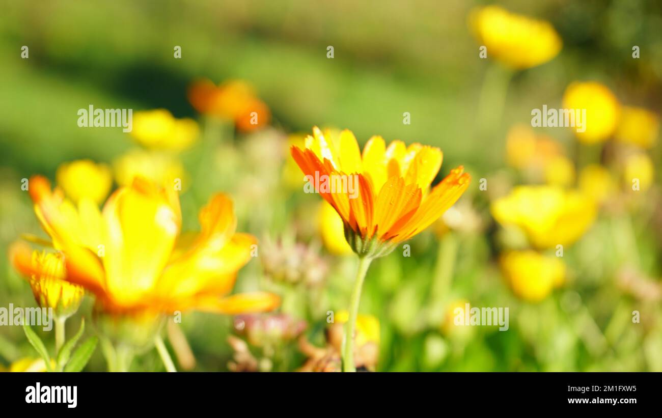 Marigold flowers (Calendula officinalis) in the morning sun, dreamy ...