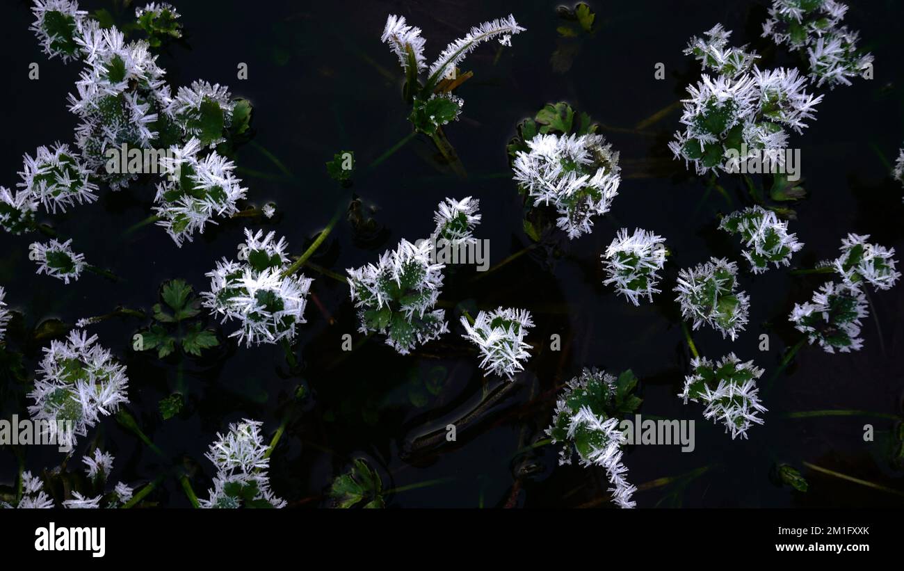 Ice crystals on plants in water, top down view Stock Photo - Alamy