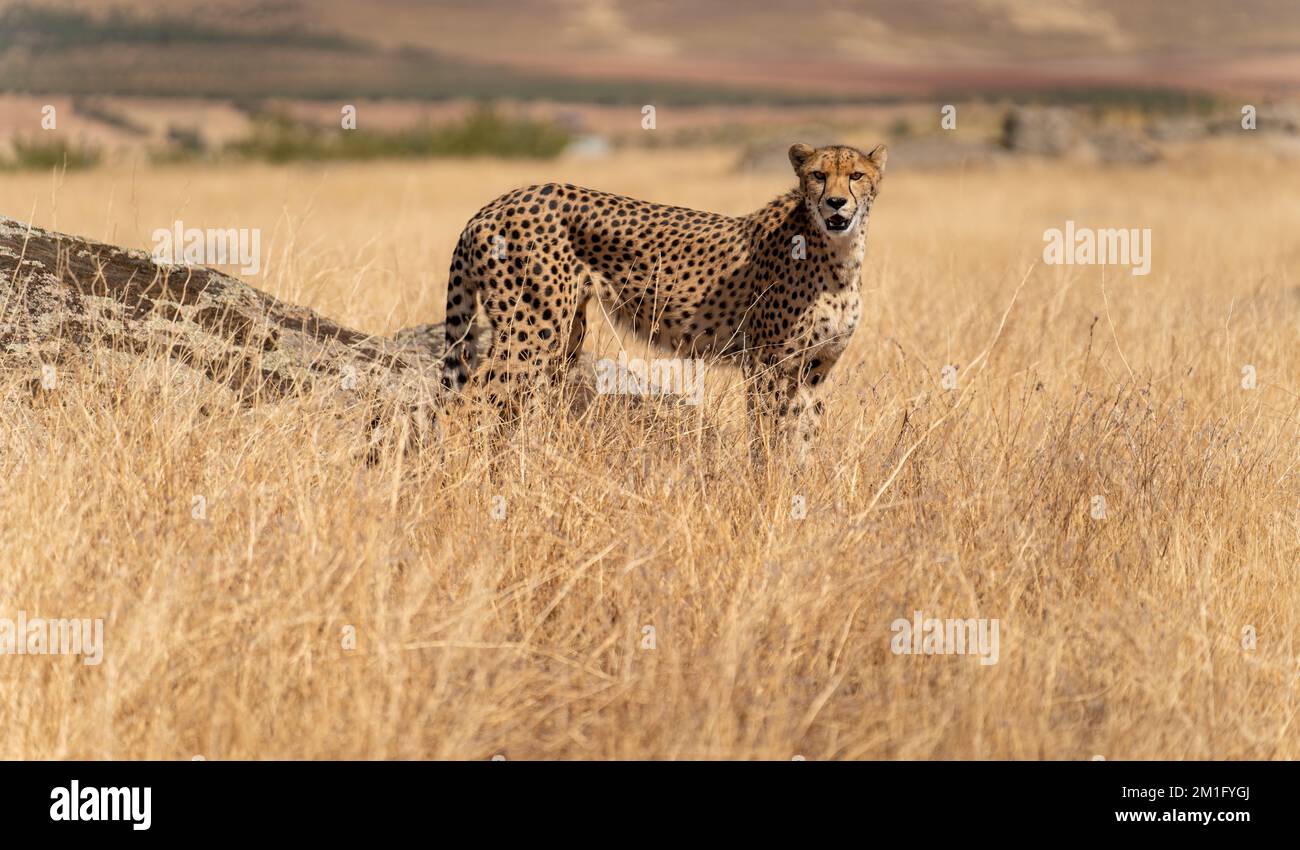 Isolated cheetah over yellow spikes looking at the camera Stock Photo ...