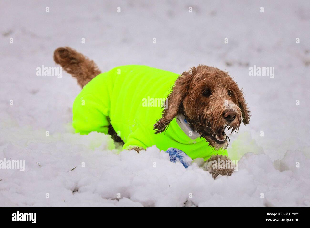 London, UK. 12th Dec, 2022. Luna, a 2 year old cockapoo, excitedly runs ...