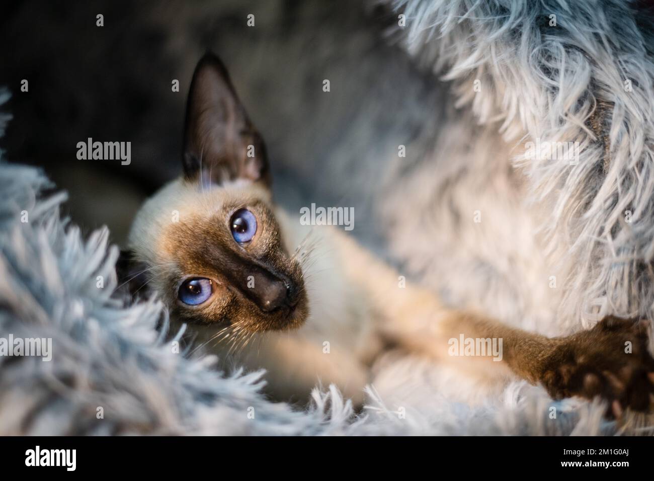 Blue point siamese cat hi-res stock photography and images - Alamy