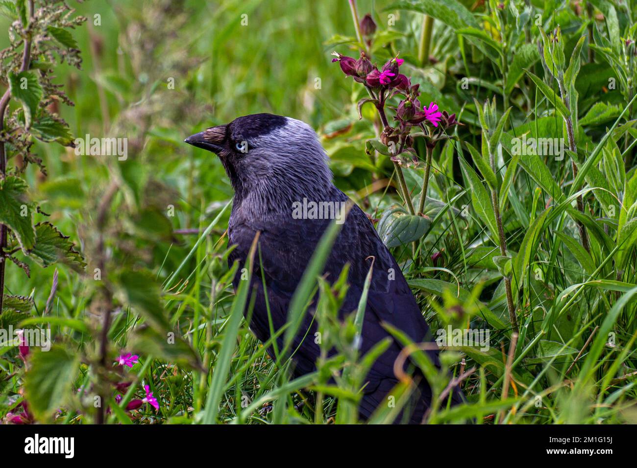 Jackdaw birds hi-res stock photography and images - Alamy