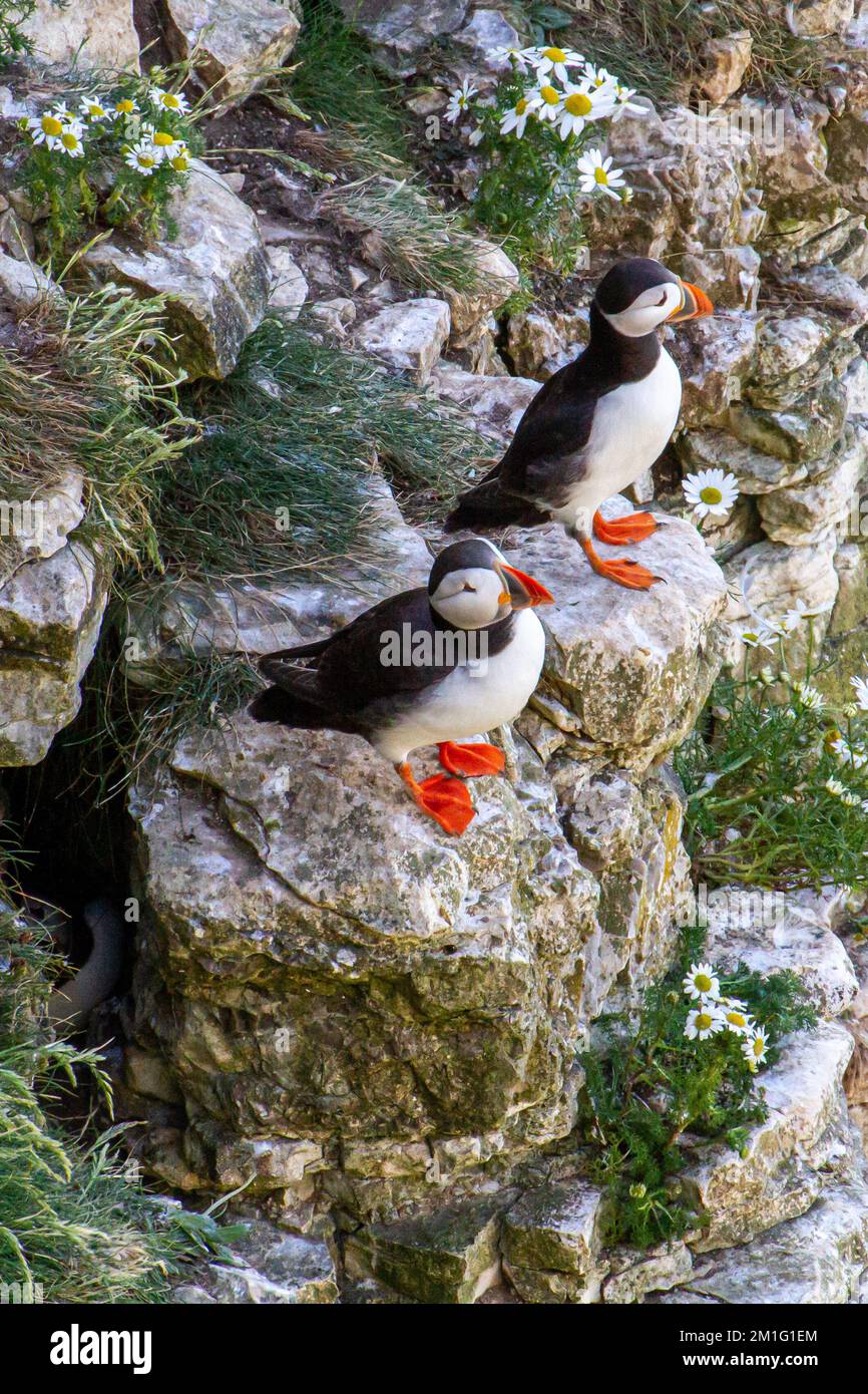 Puffins at bempton cliffs hi-res stock photography and images - Alamy