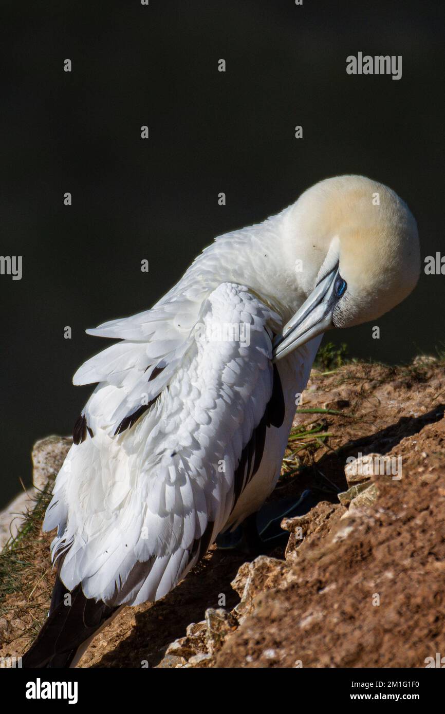 Preening gannet hi-res stock photography and images - Alamy