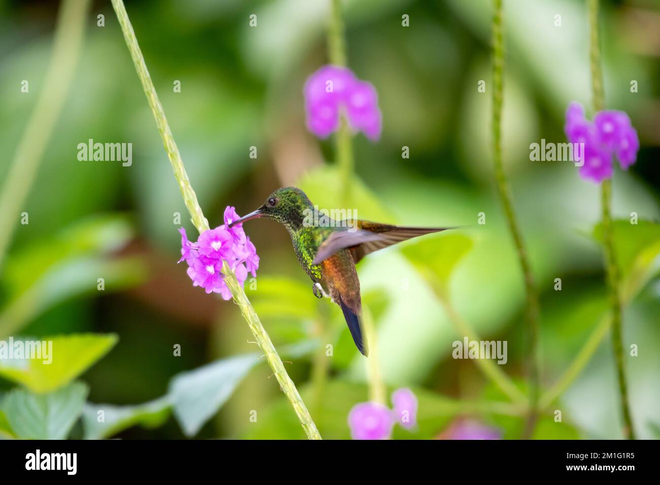 Hummingbird drinking rainforest hi-res stock photography and images - Alamy
