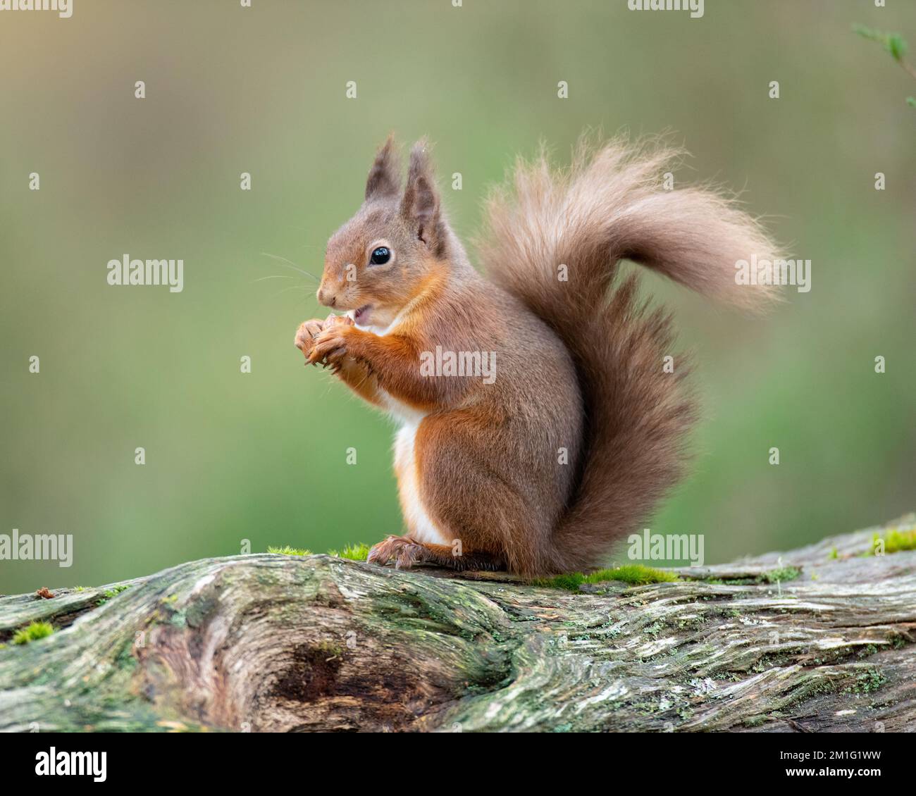 Hairy nuts hi-res stock photography and images - Alamy