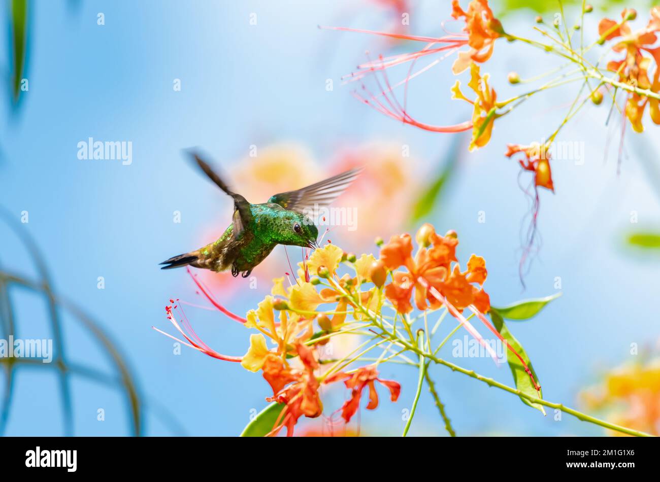 Copper-rumped hummingbird, Amazilia tobaci, feeding on tropical orange ...