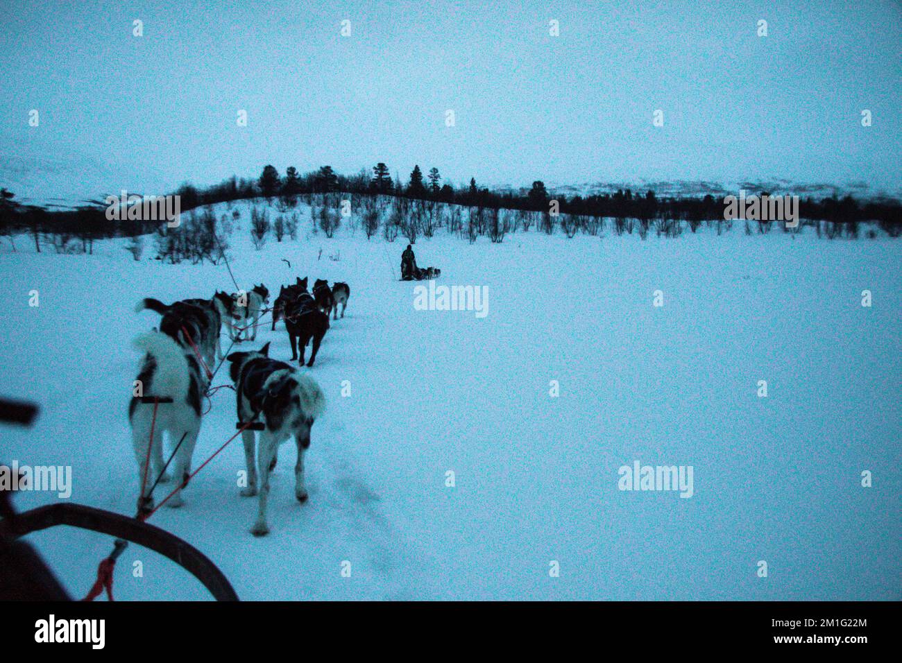Dogsledding in the Sami People region of Abisko National Park in Sweden ...