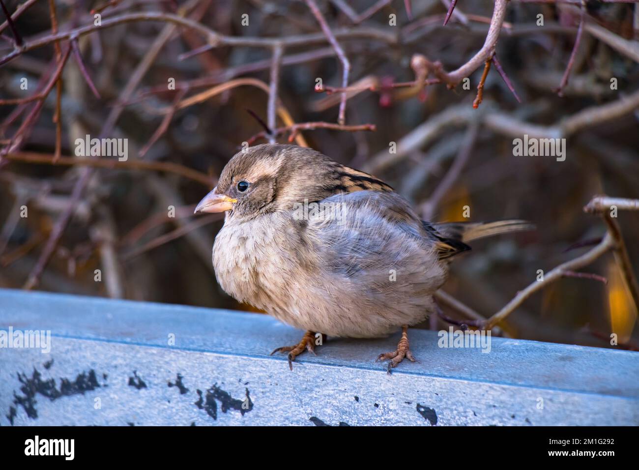 Beautiful bird in park hi-res stock photography and images - Alamy