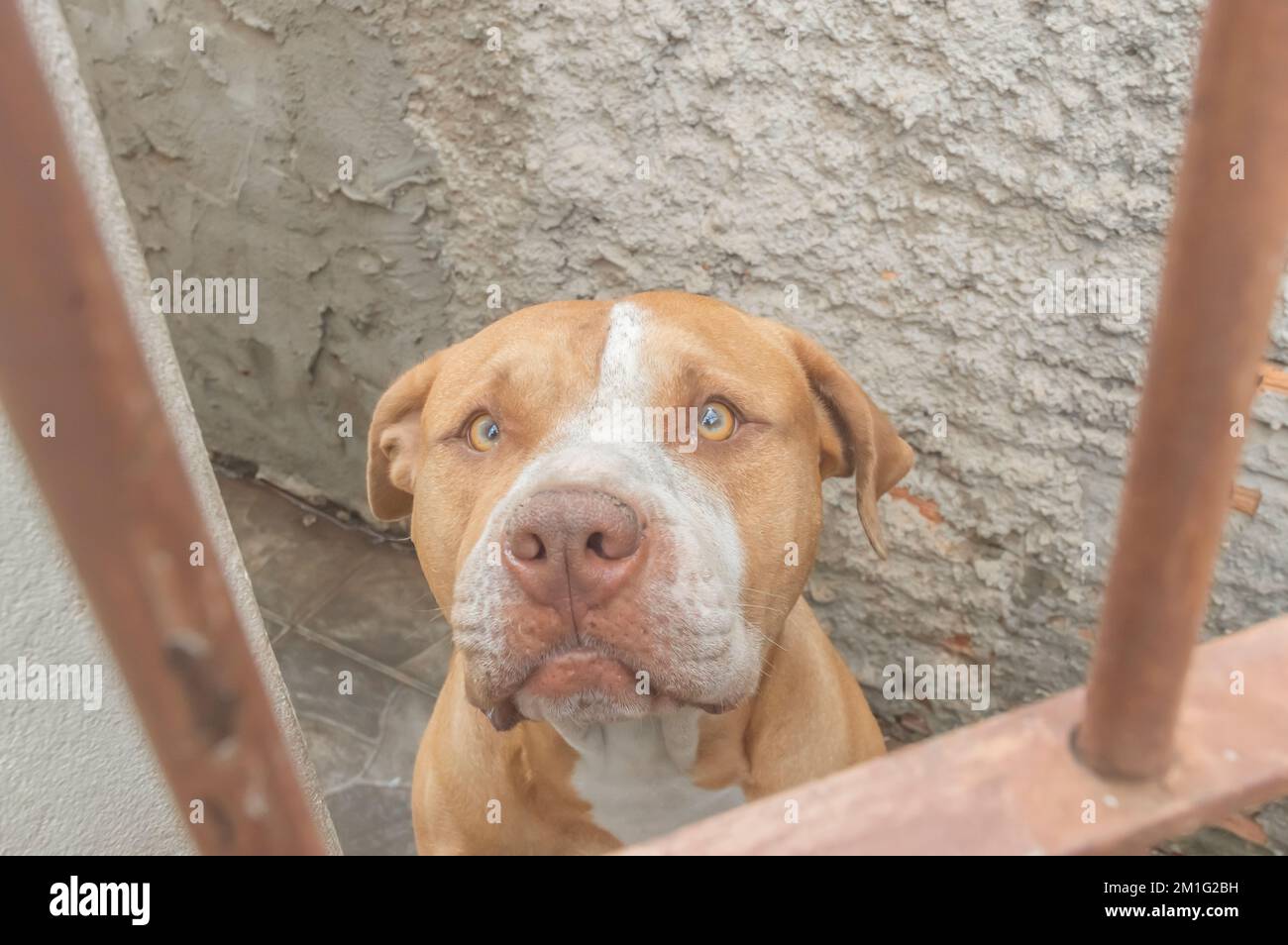 Blue Nose Fawn Pitbull Female