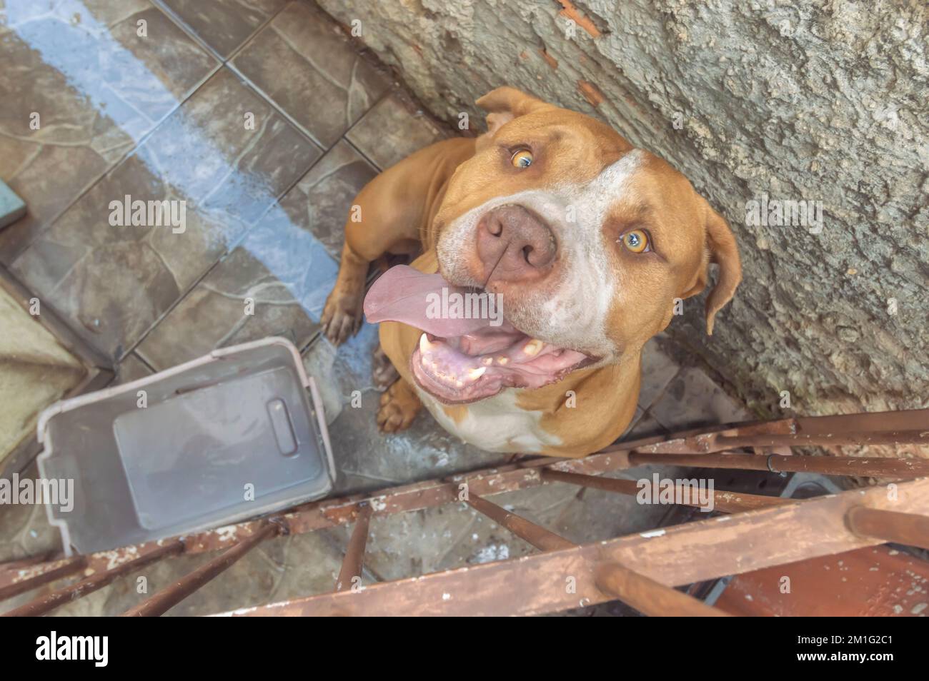 Orange beige female pitbull behind a metal grille, natural light and ...