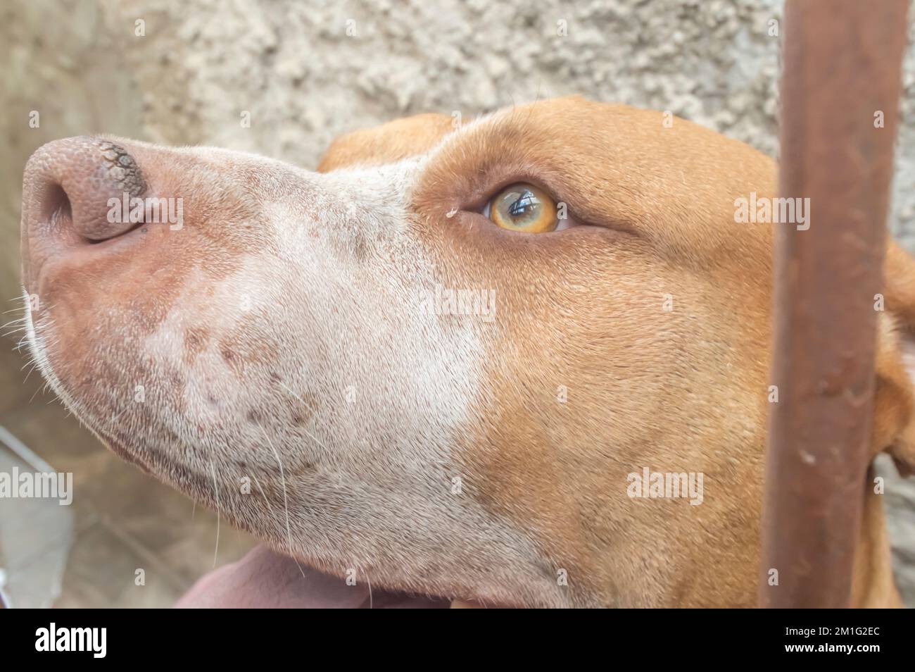 Orange beige female pitbull behind a metal grille, natural light and ...