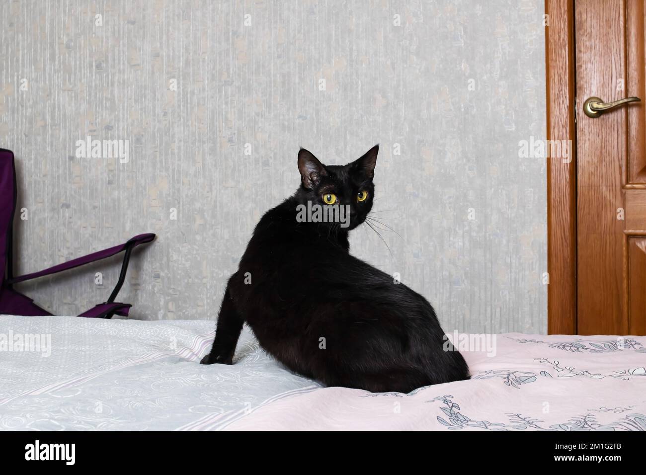Black cat lying on the bed close up Stock Photo - Alamy