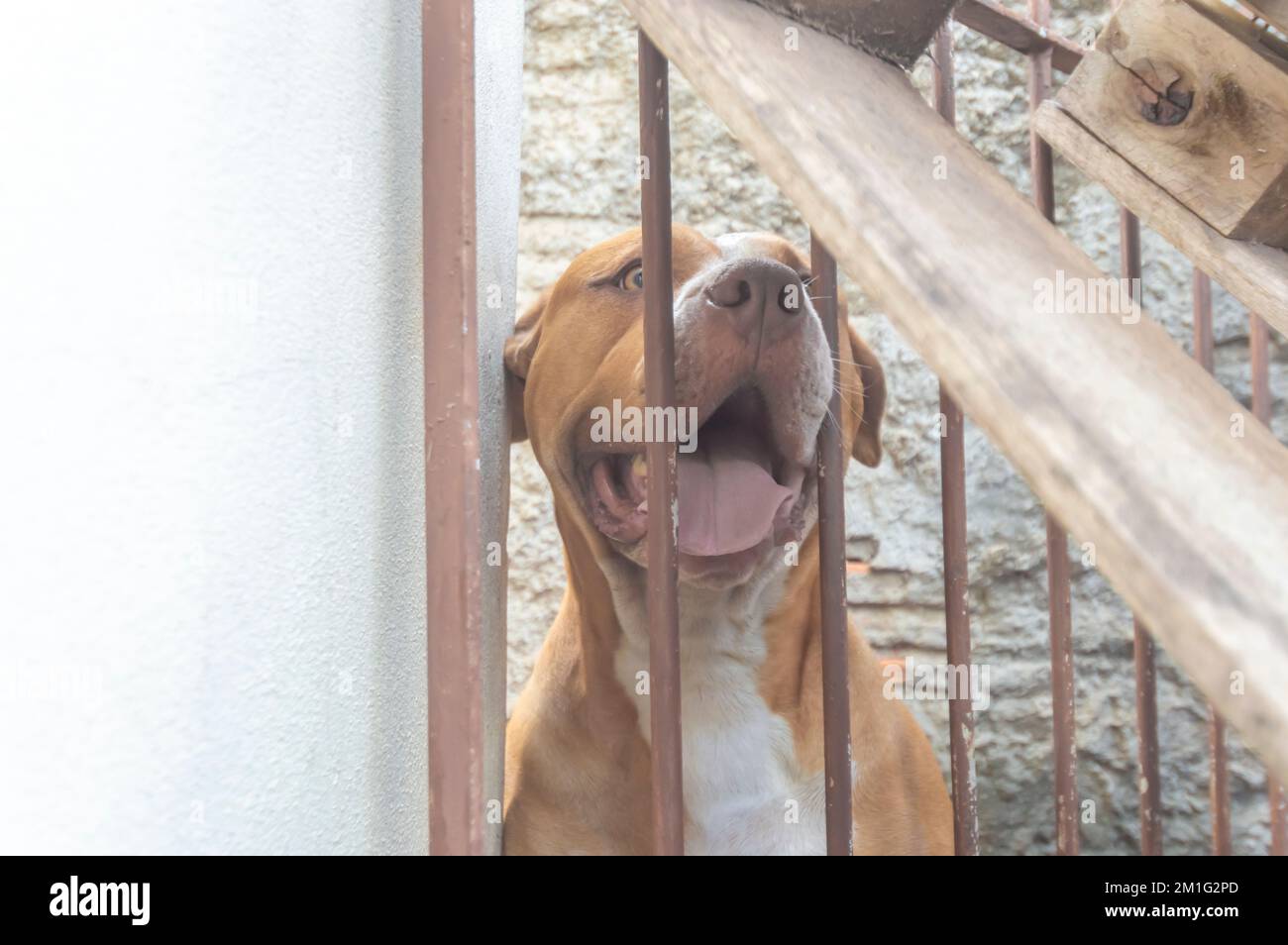 Orange beige female pitbull behind a metal grille, natural light and ...