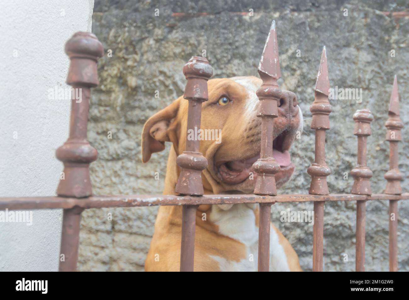 Orange beige female pitbull behind a metal grille, natural light and ...