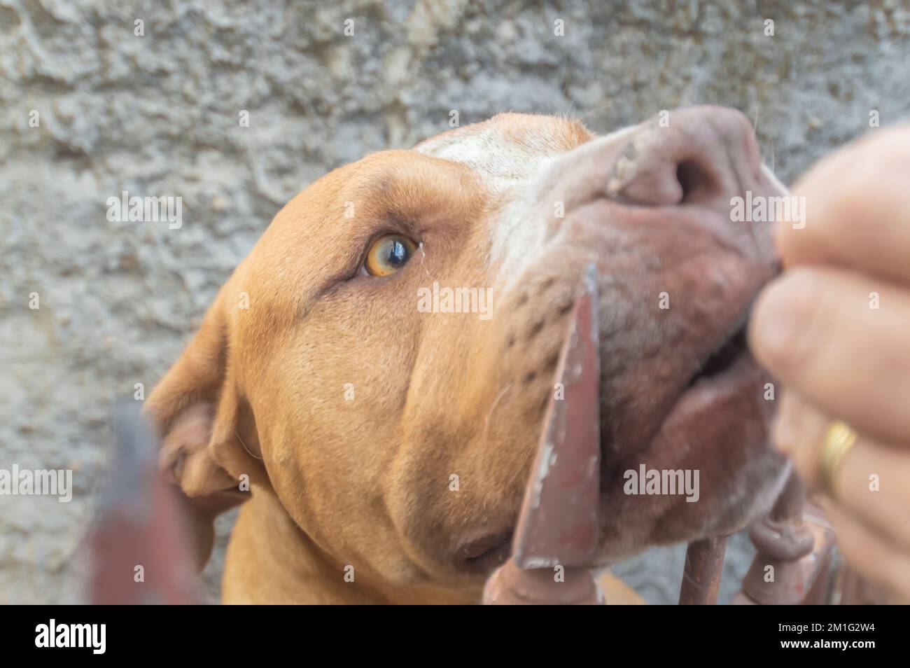 Orange beige female pitbull behind a metal grille, natural light and ...