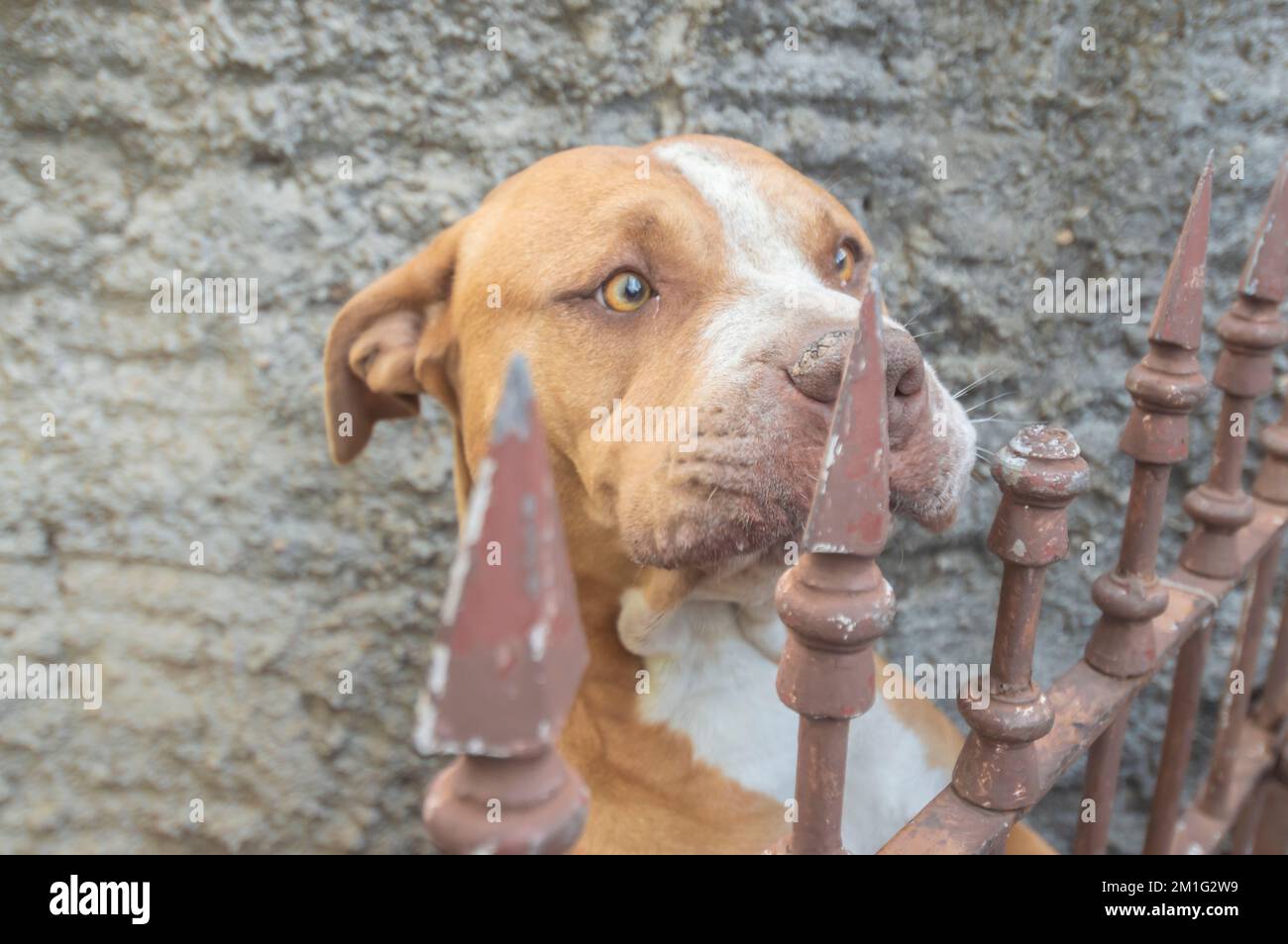 Fawn Red Nose Pitbull Puppy