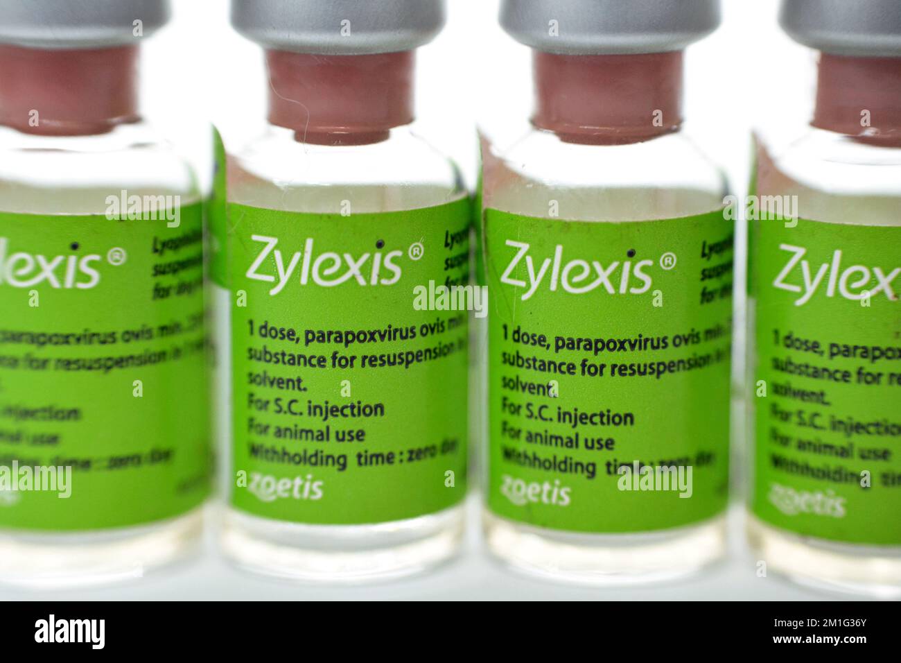 Cairo, Egypt, December 8 2022: Zylexis vaccine for prevention and ...