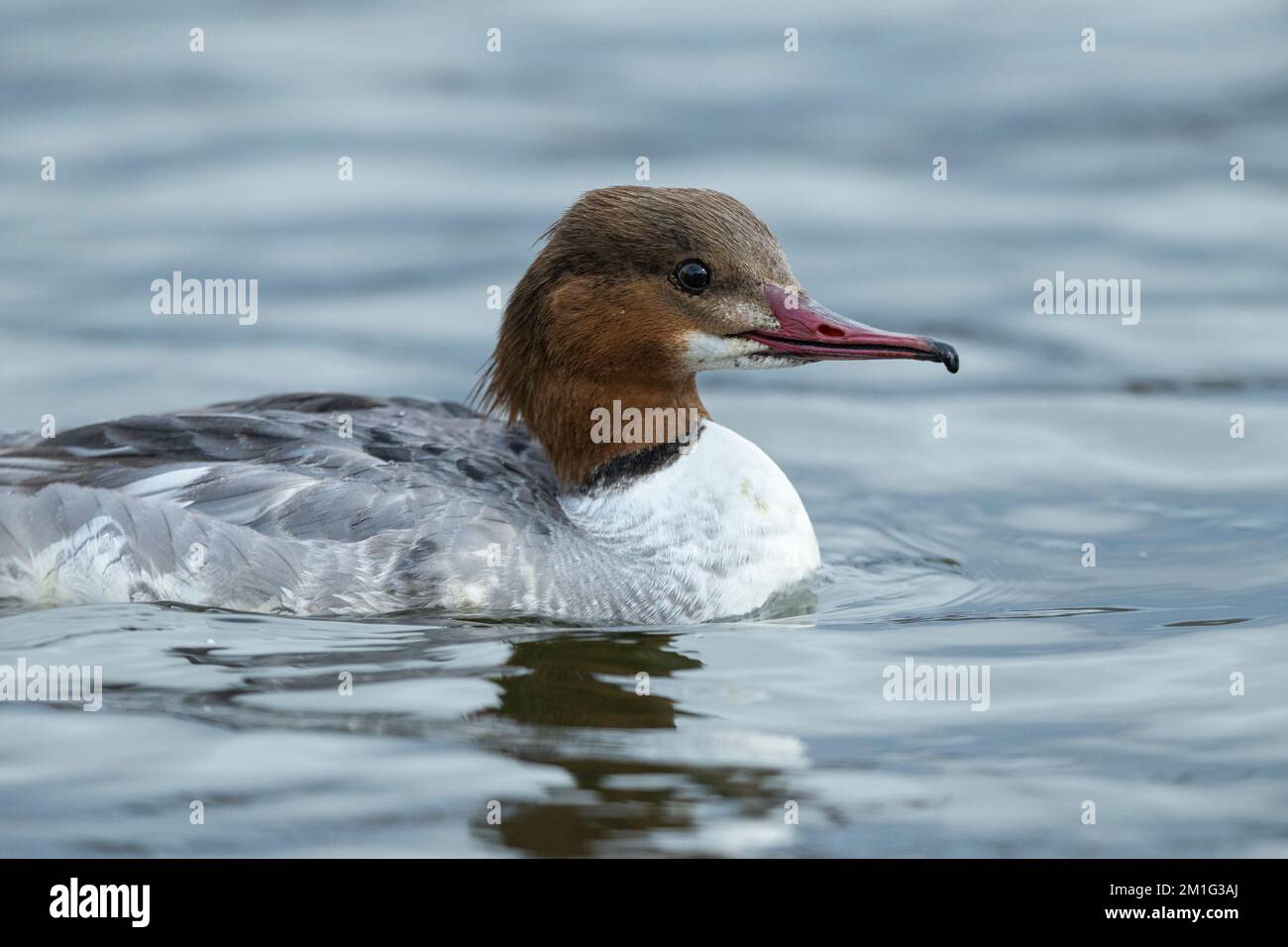 Goosander Mergus merganser, first winter male in transitional plumage ...