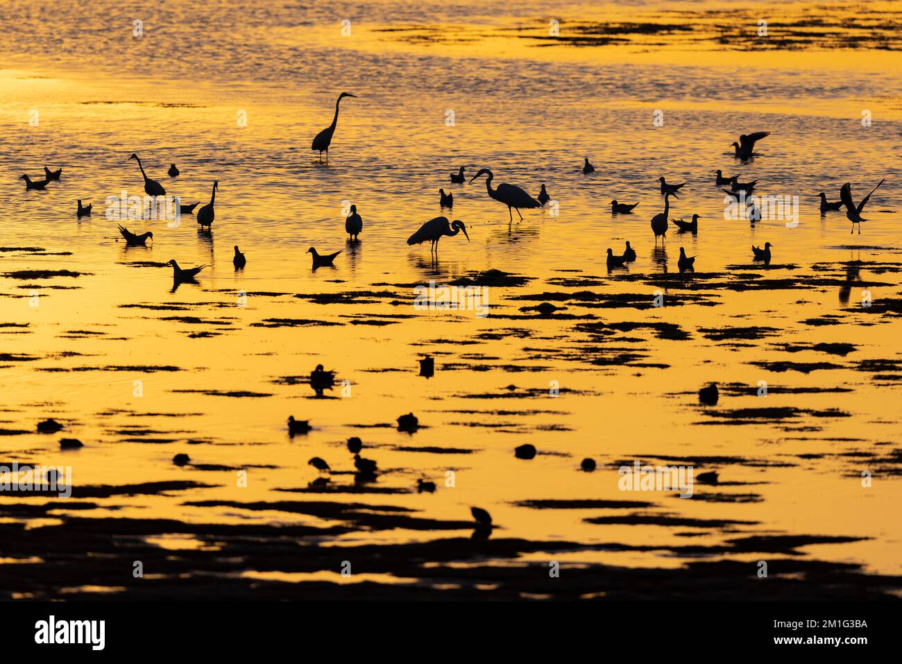 Great white egret Ardea alba, flock foraging at sunset in shallow water ...
