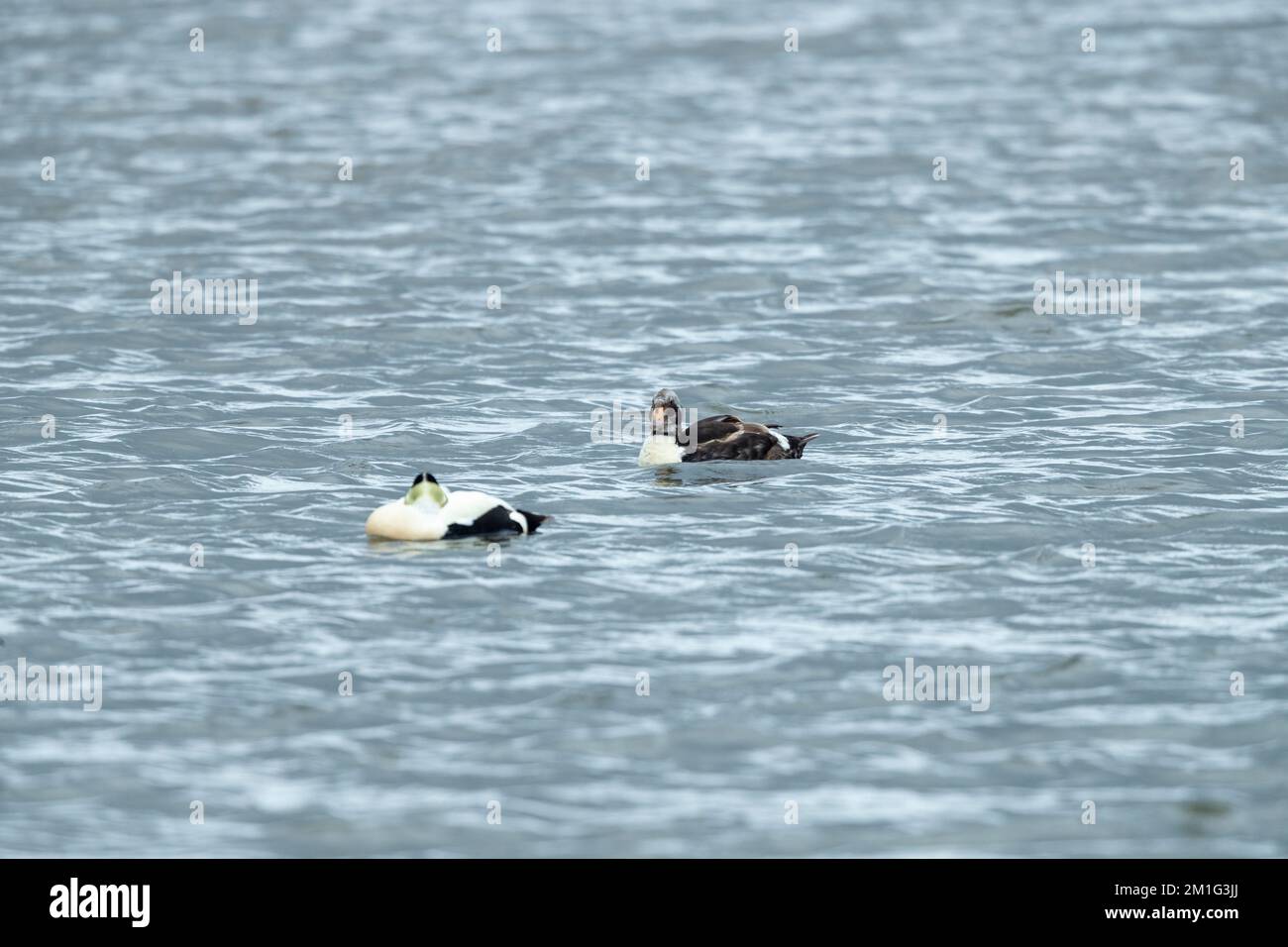 Juvenile male eider duck hi-res stock photography and images - Alamy