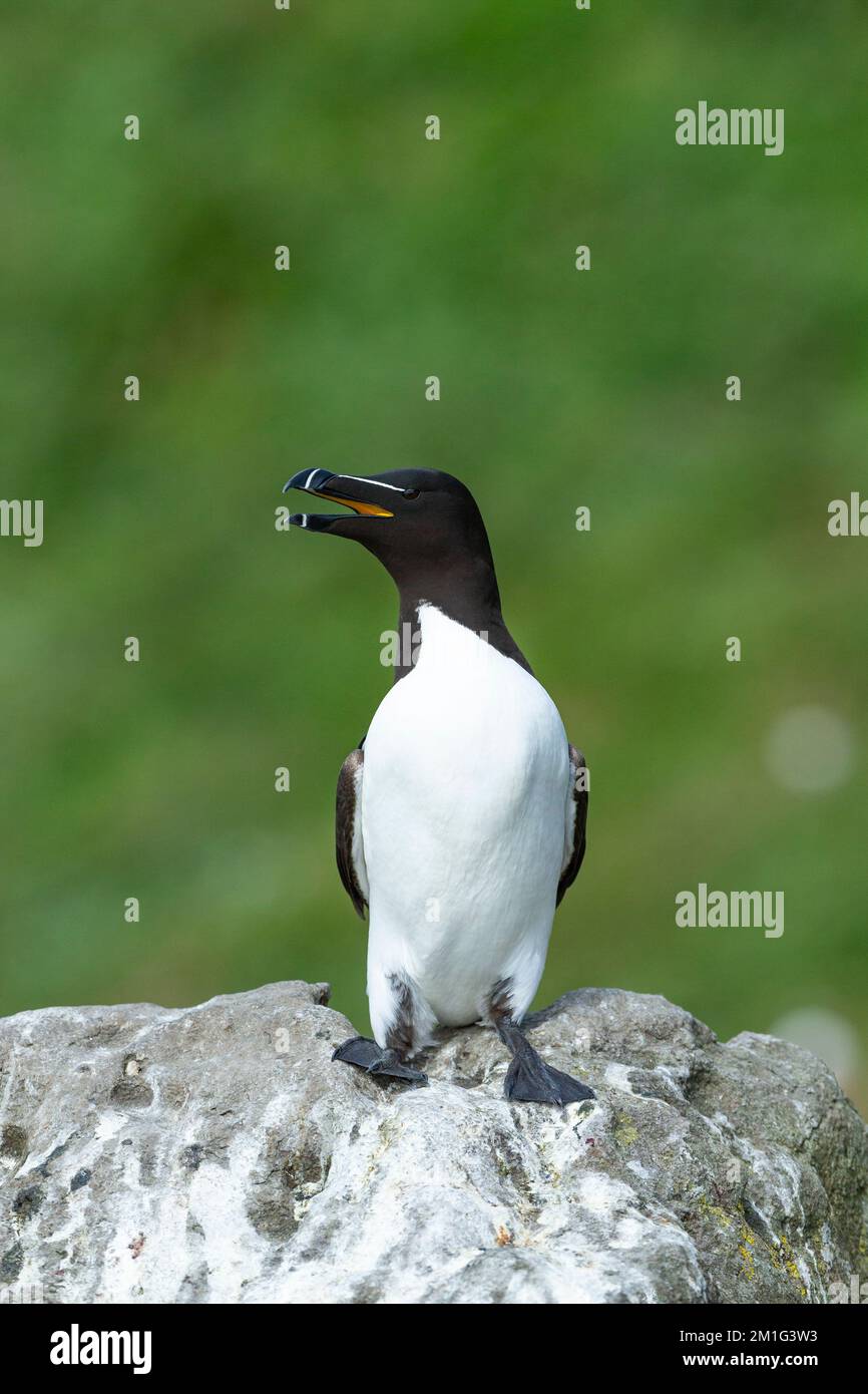 Hune hi-res stock photography and images - Alamy