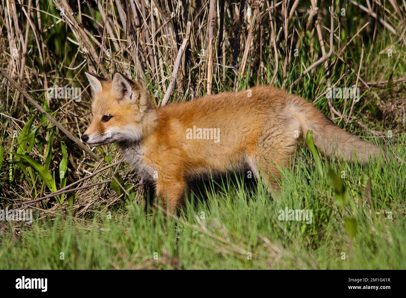 Red fox pup hi-res stock photography and images - Alamy