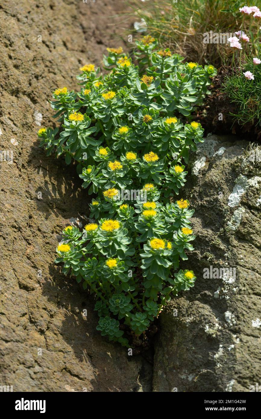 Roseroot Sedum rosea, in flower, Lunga, Treshnish Isles, Scotland, UK ...