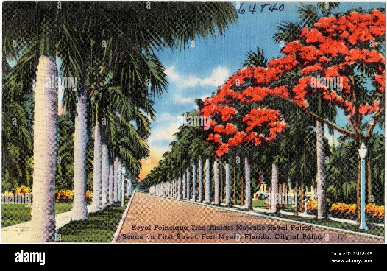 Royal Poinciana tree amidst majestic Royal Palms, Scene on First Street ...