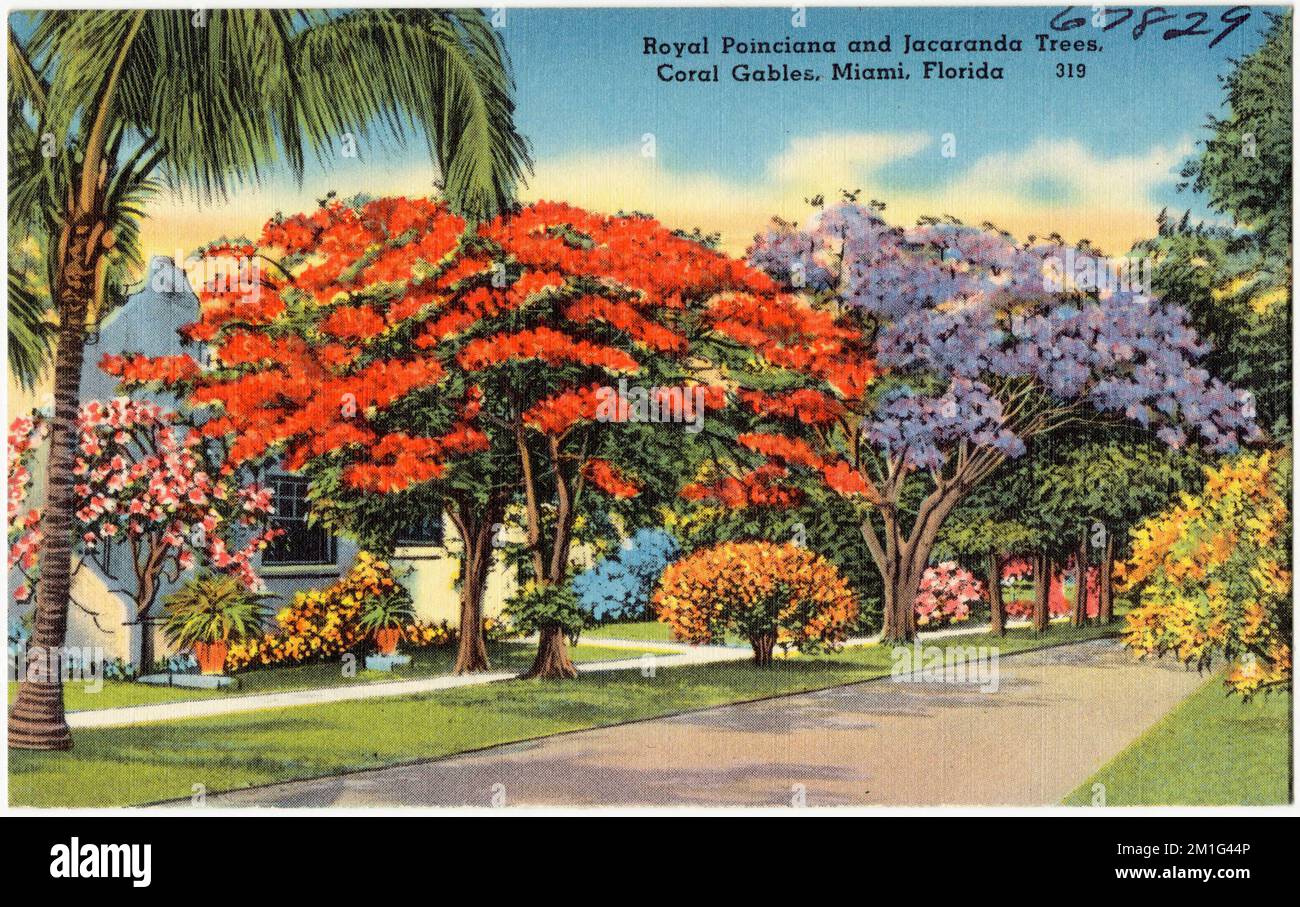 Royal poinciana jacaranda trees hi-res stock photography and images - Alamy