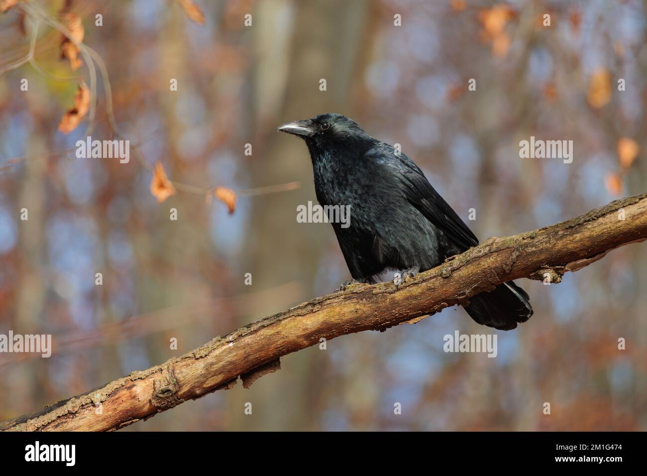 Black crow sitting in tree branch in forest Stock Photo - Alamy