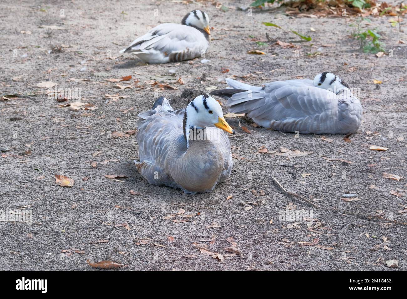 Zoo birdwatching hi-res stock photography and images - Alamy