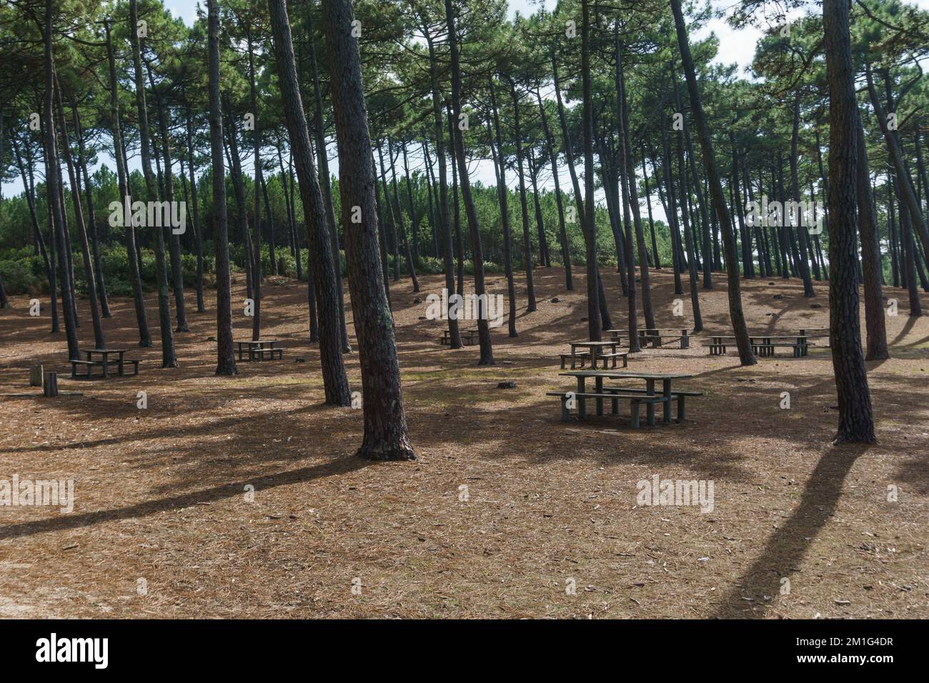 Forest with beautiful pick nick area with tables and banks near ...