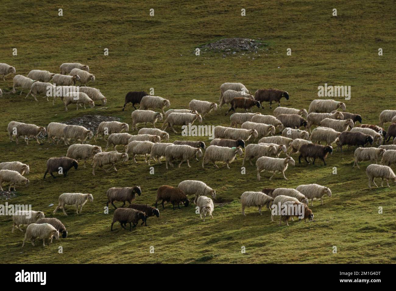 A herd of sheep pasturing on a meadow in the french Pyrenees mountain ...