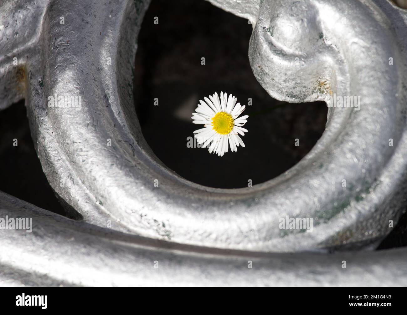 A single daisy flower in the sun under a metal table. Daisy Bell was a ...