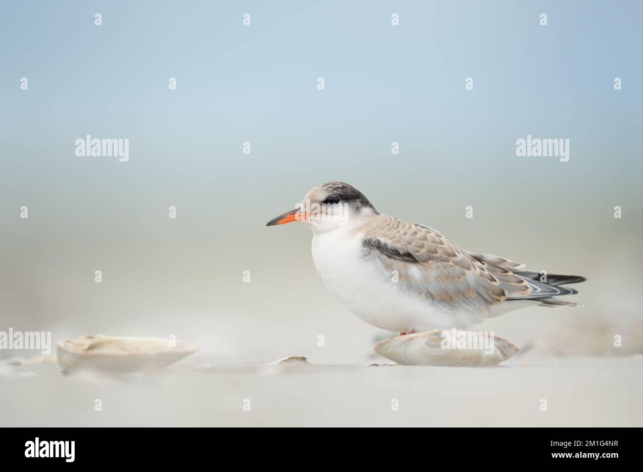 Beautiful shot sternidae bird hi-res stock photography and images - Alamy