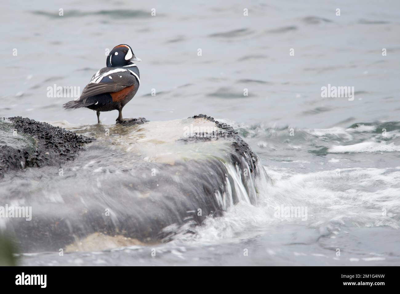 Harlequin duck flight hi-res stock photography and images - Alamy
