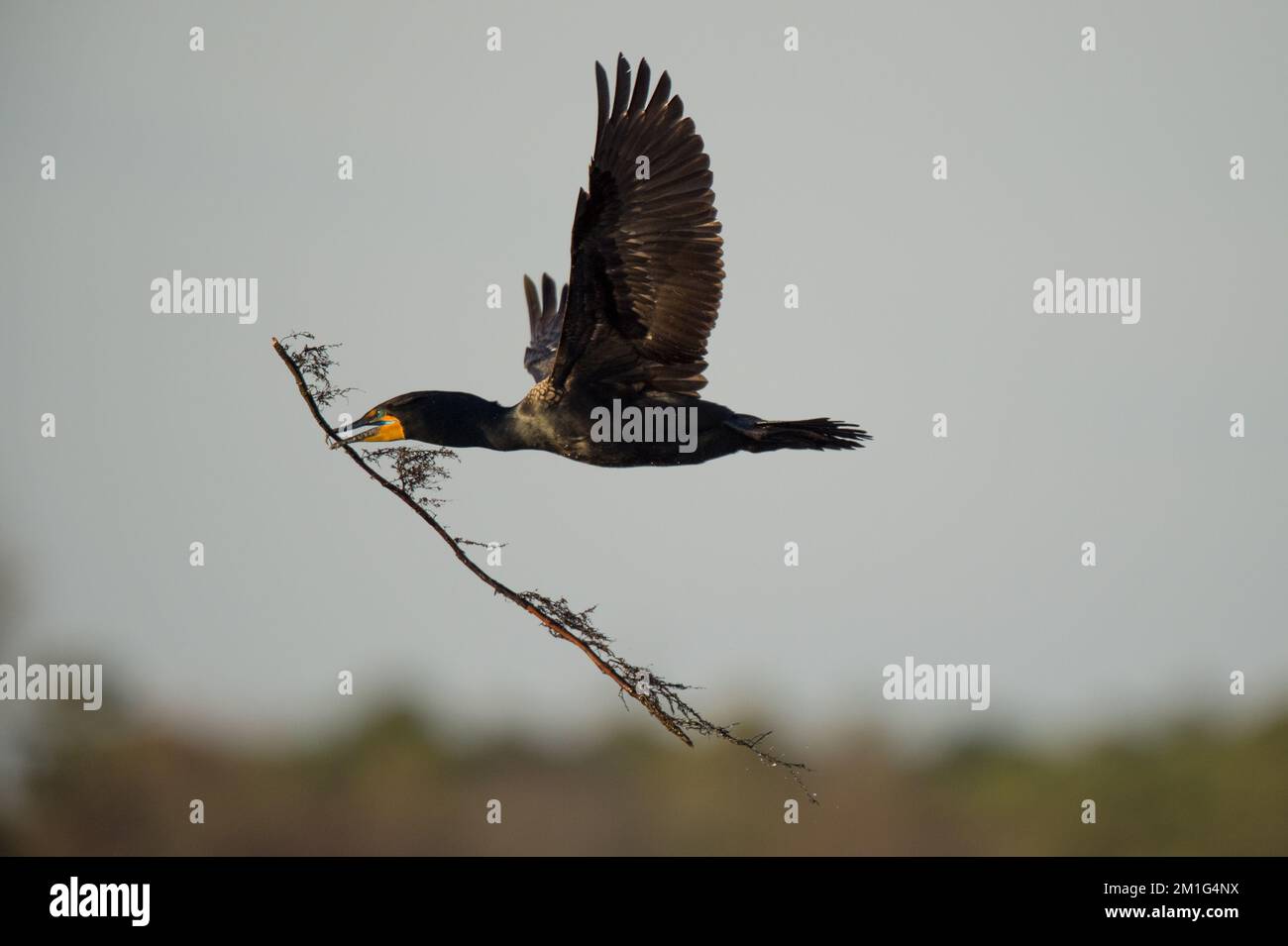 A beautiful shot of a great cormorant Stock Photo - Alamy