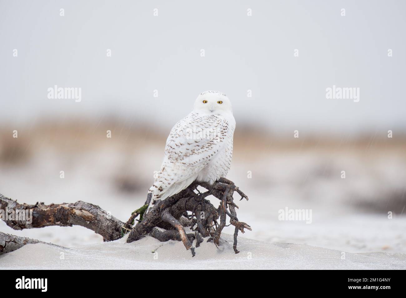 A beautiful shot of a snowy owl Stock Photo - Alamy