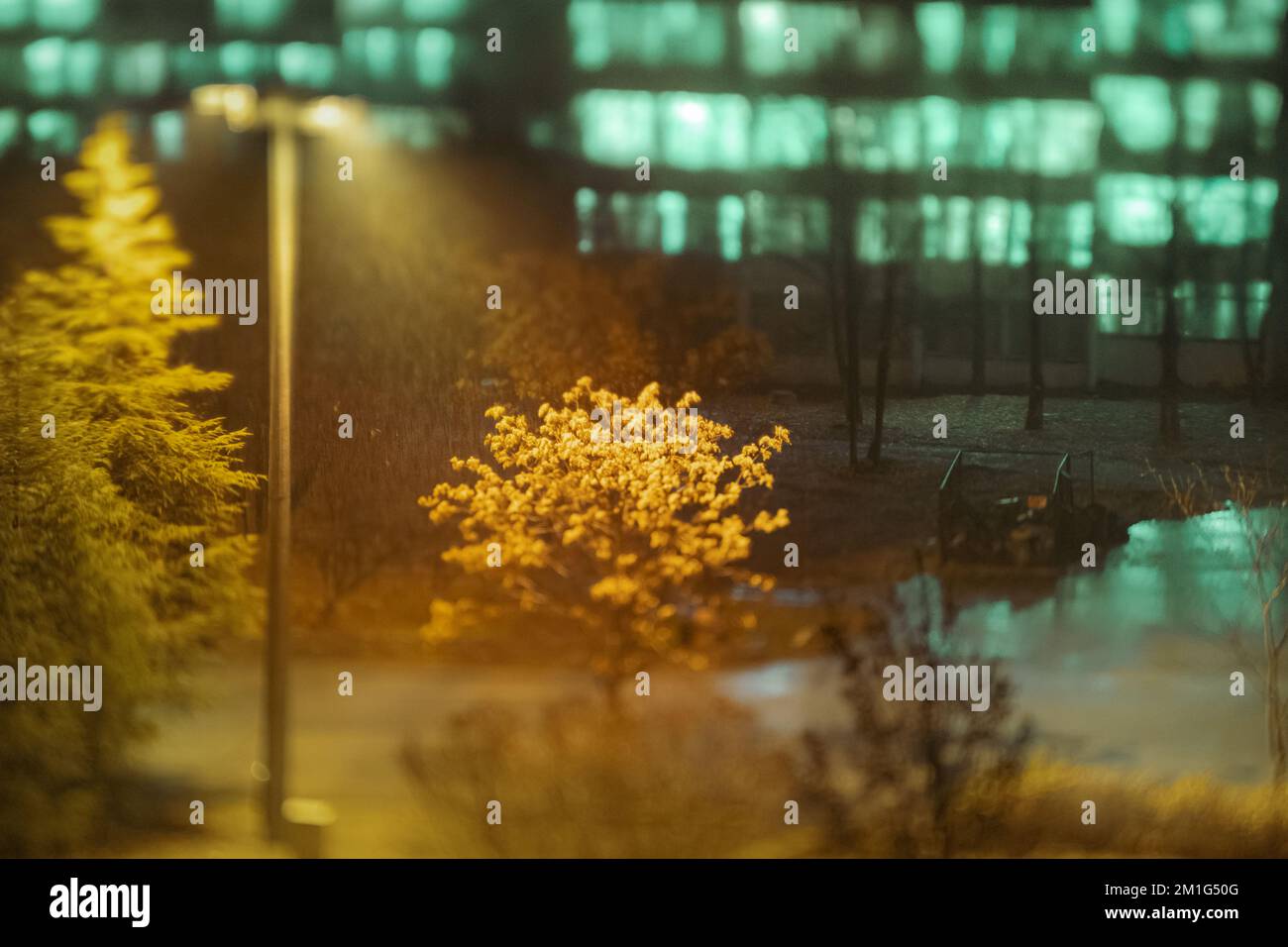tree on rainy city night Stock Photo - Alamy